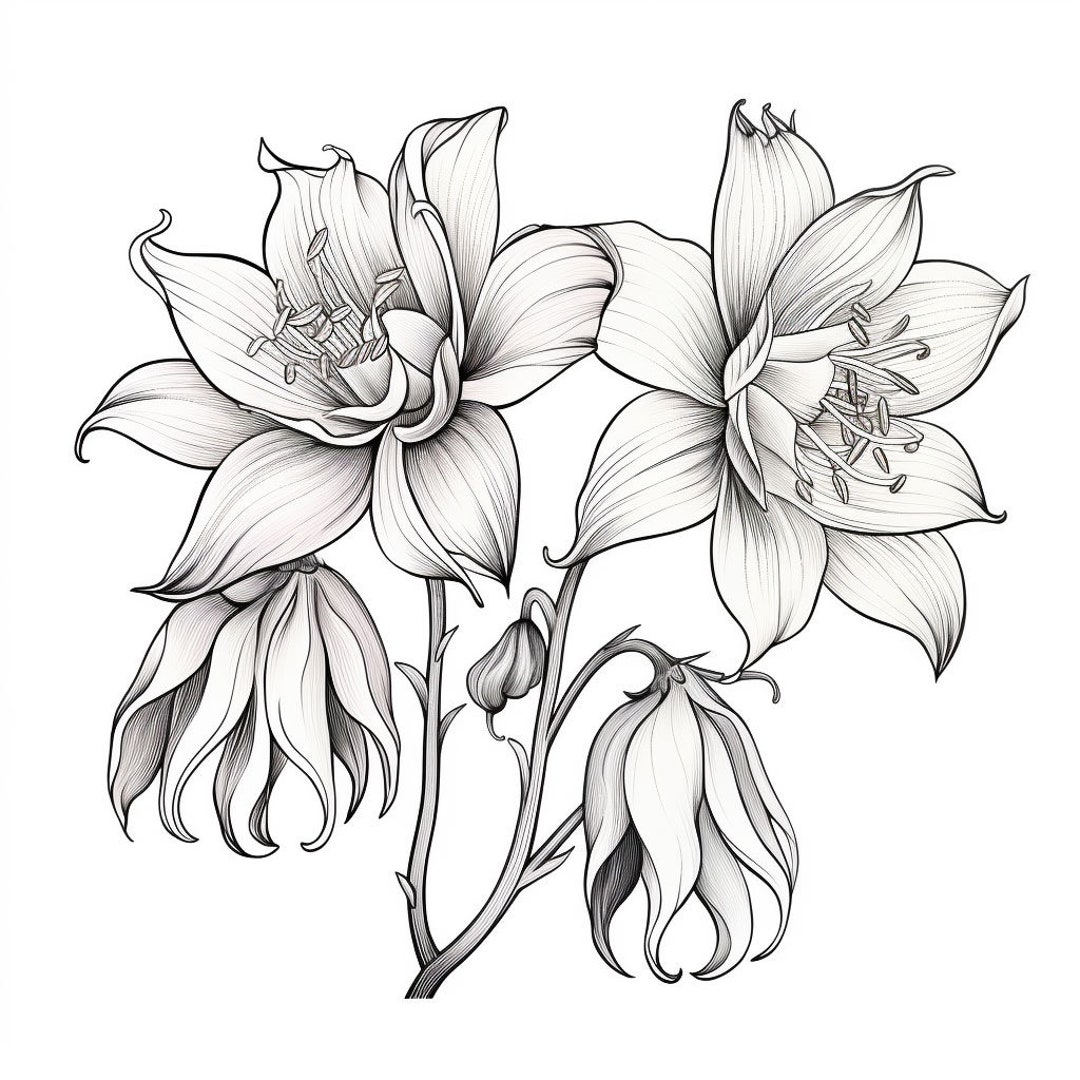 Columbine Blooms Line Art Black and White Bundle 1 36 Digital Ai Line ...