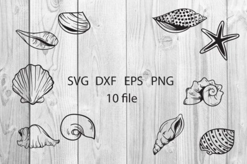 Seashell SVG Bundle, Seashell PNG Bundle, Seashell Clipart, Seashell ...