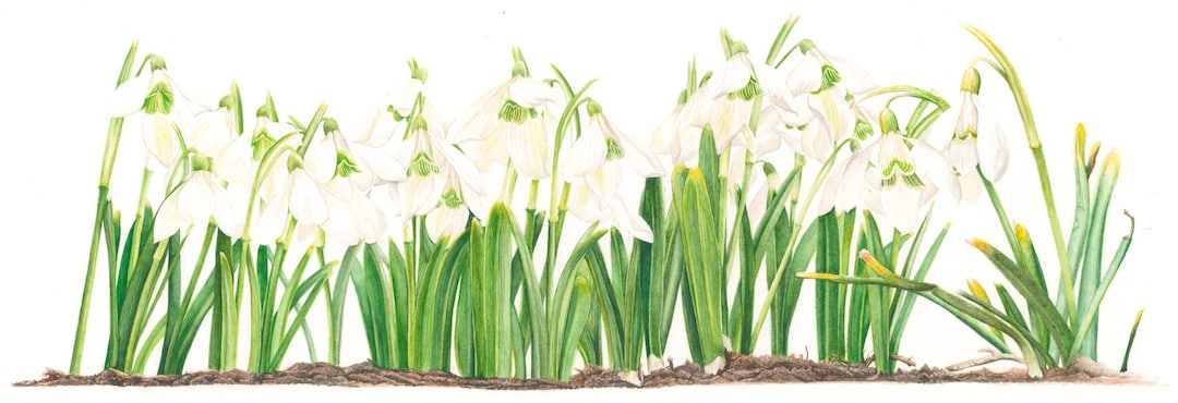Snowdrops at Dark Entry - an A4 Limited Edition Signed, Numbered Fine ...