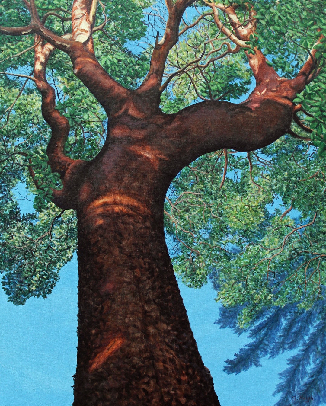 Arbutus Giant, 30" X 24" Original Acrylic Painting on Canvas, Tree ...