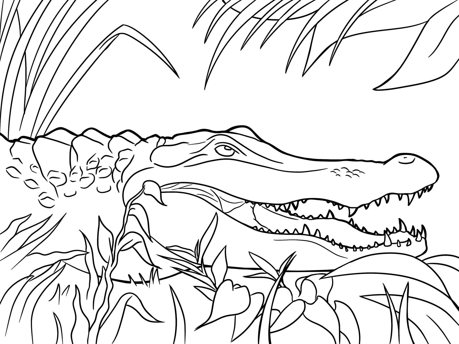 American Alligator Coloring Page - Etsy