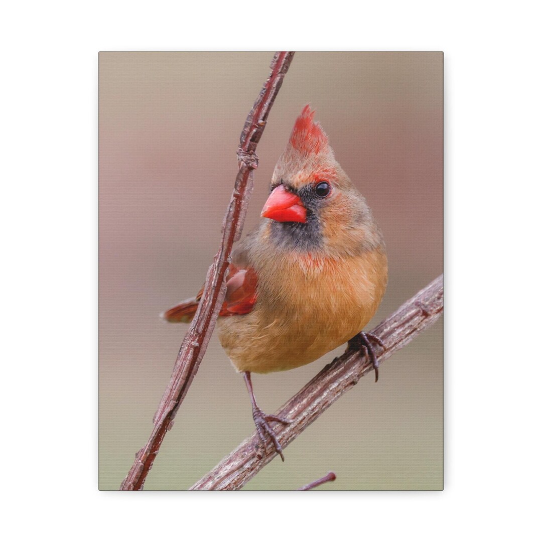 Cardinal Bird Wall Art Print, Perfect for Bird Lovers, Nature Decor ...