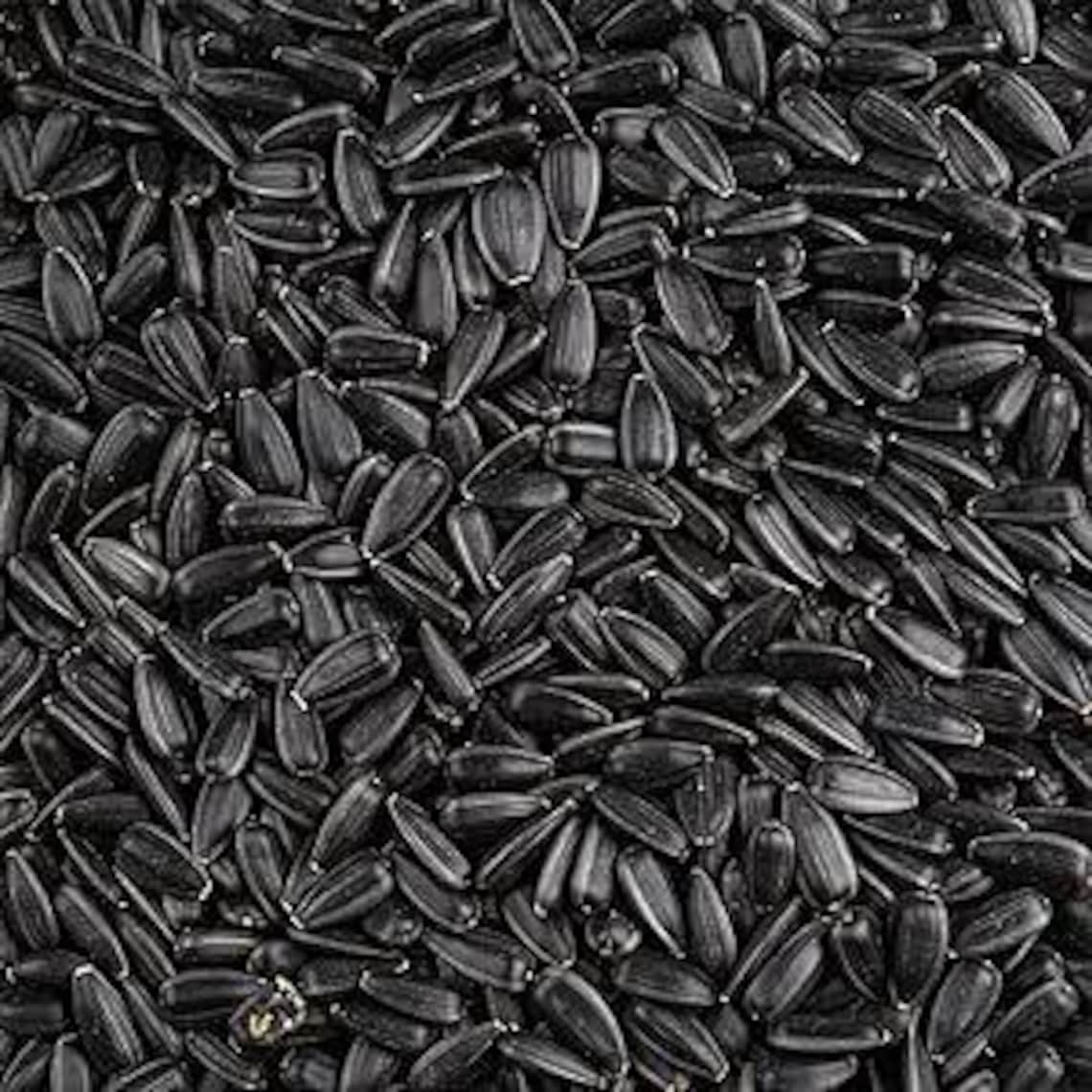 Moulin Rouge, Rare Red and Black Sunflower Seeds, Helianthus Annuus ...