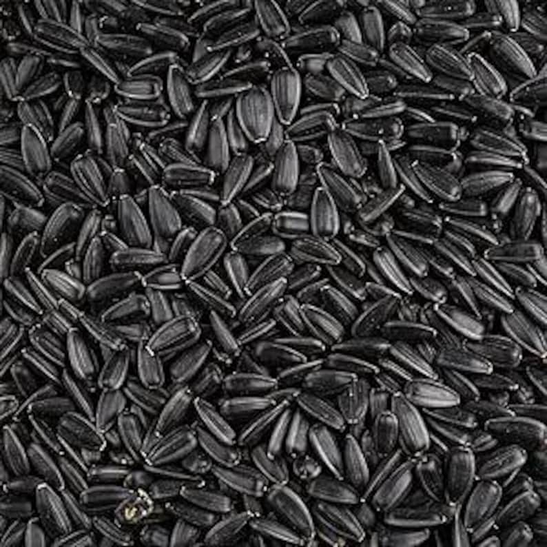 Moulin Rouge, Rare Red and Black Sunflower Seeds, Helianthus Annuus ...