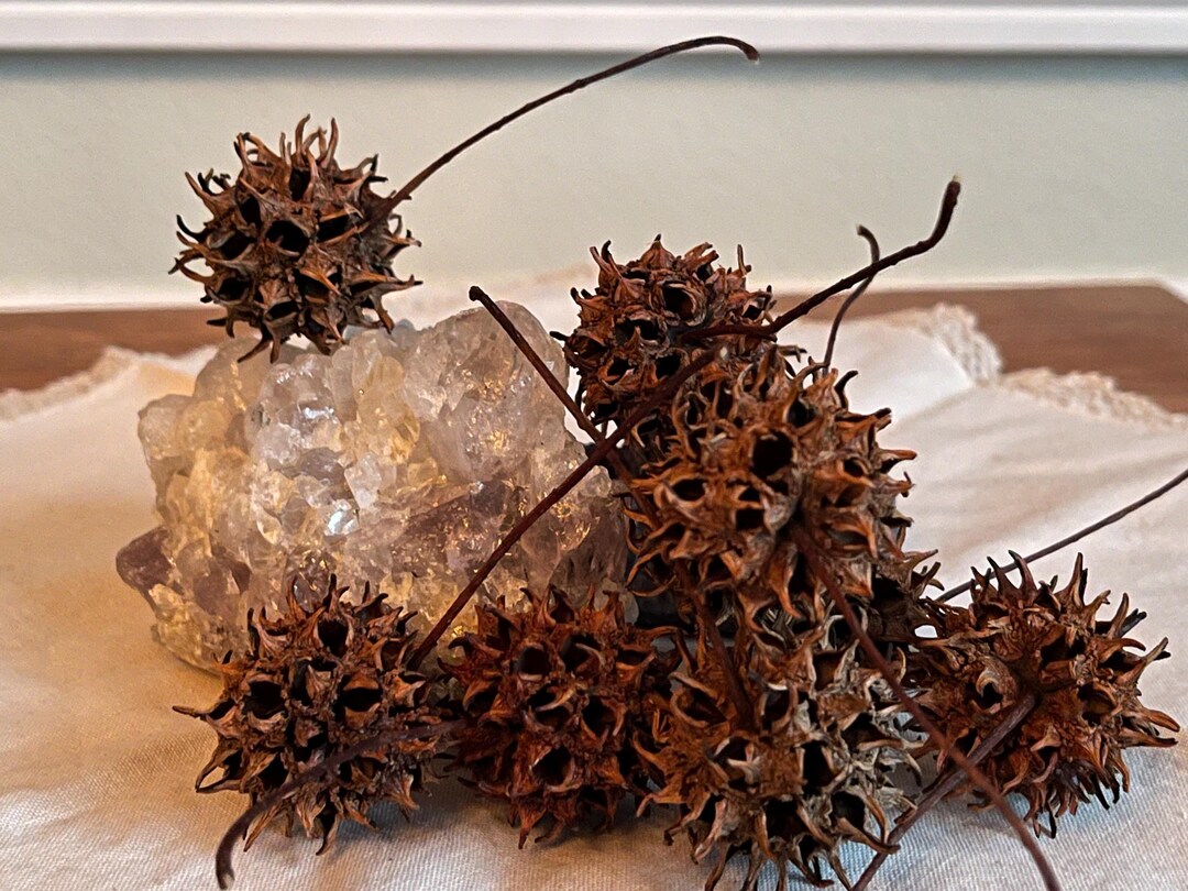 Witches’ Burrs (sweet Gum Tree Seed Pods) Pack of 10 - Etsy
