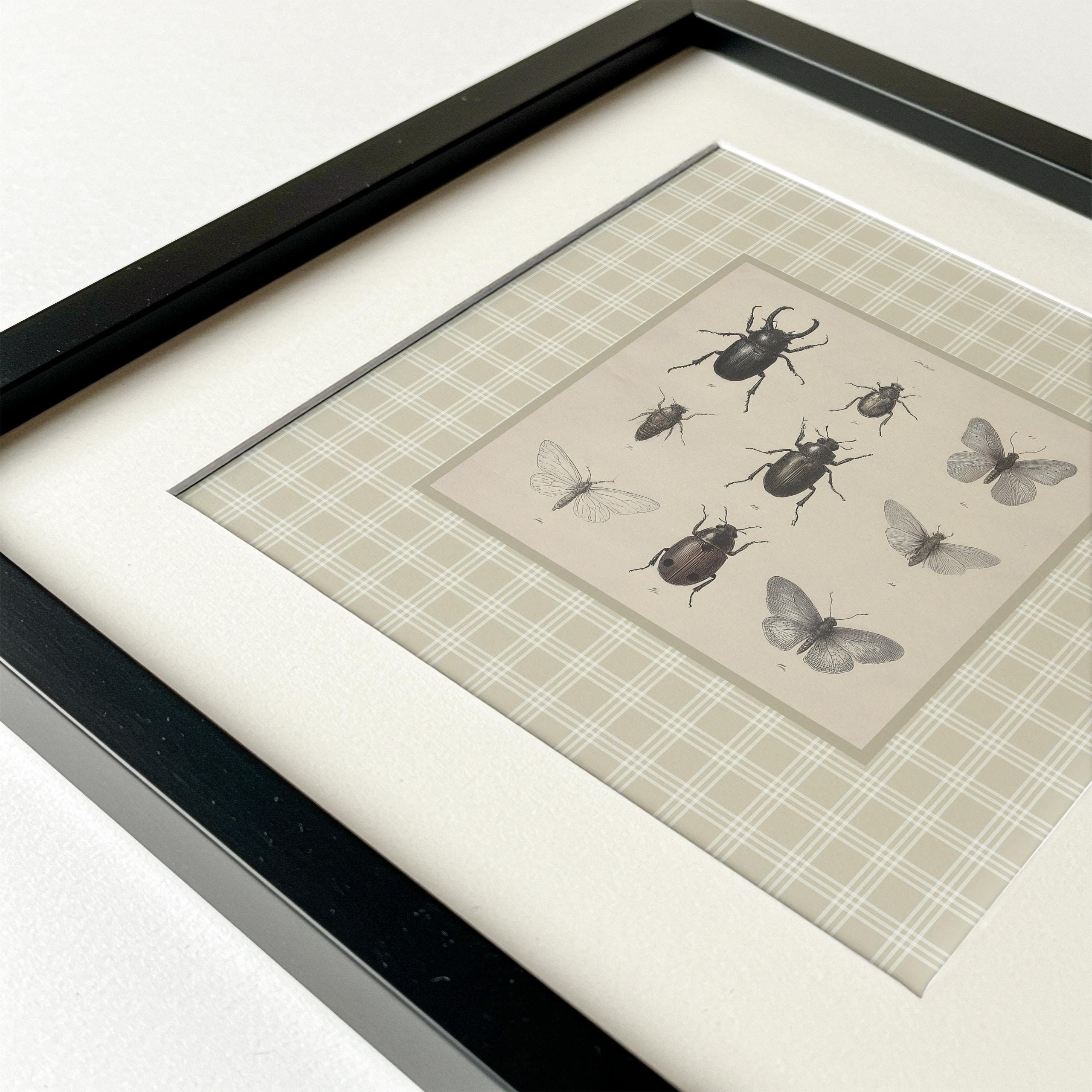 Vintage Insect Illustration | Entomology Wall Art | Cottage Farmhouse ...