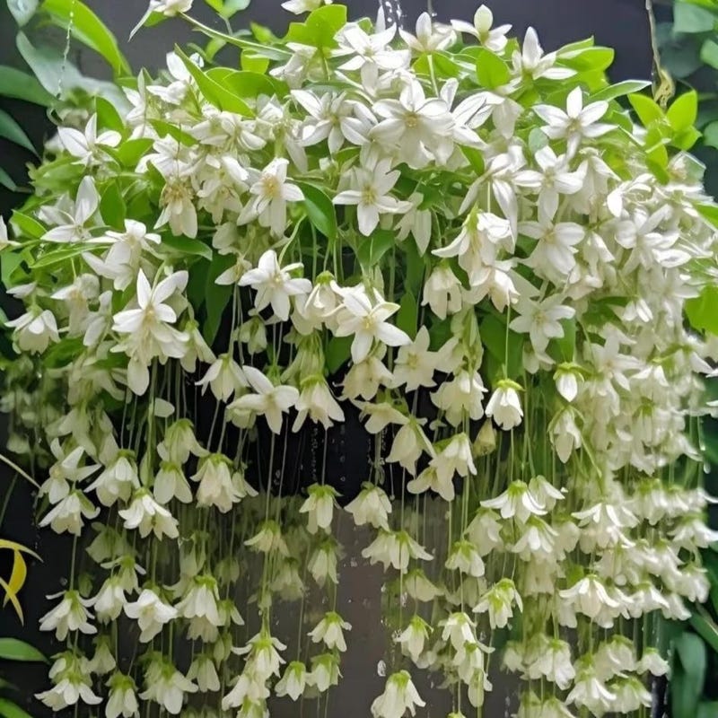 Trailing Jasmine Plants - Etsy