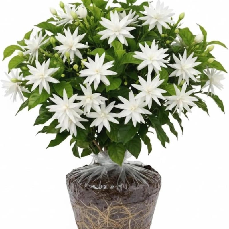 Trailing Jasmine Plants - Etsy