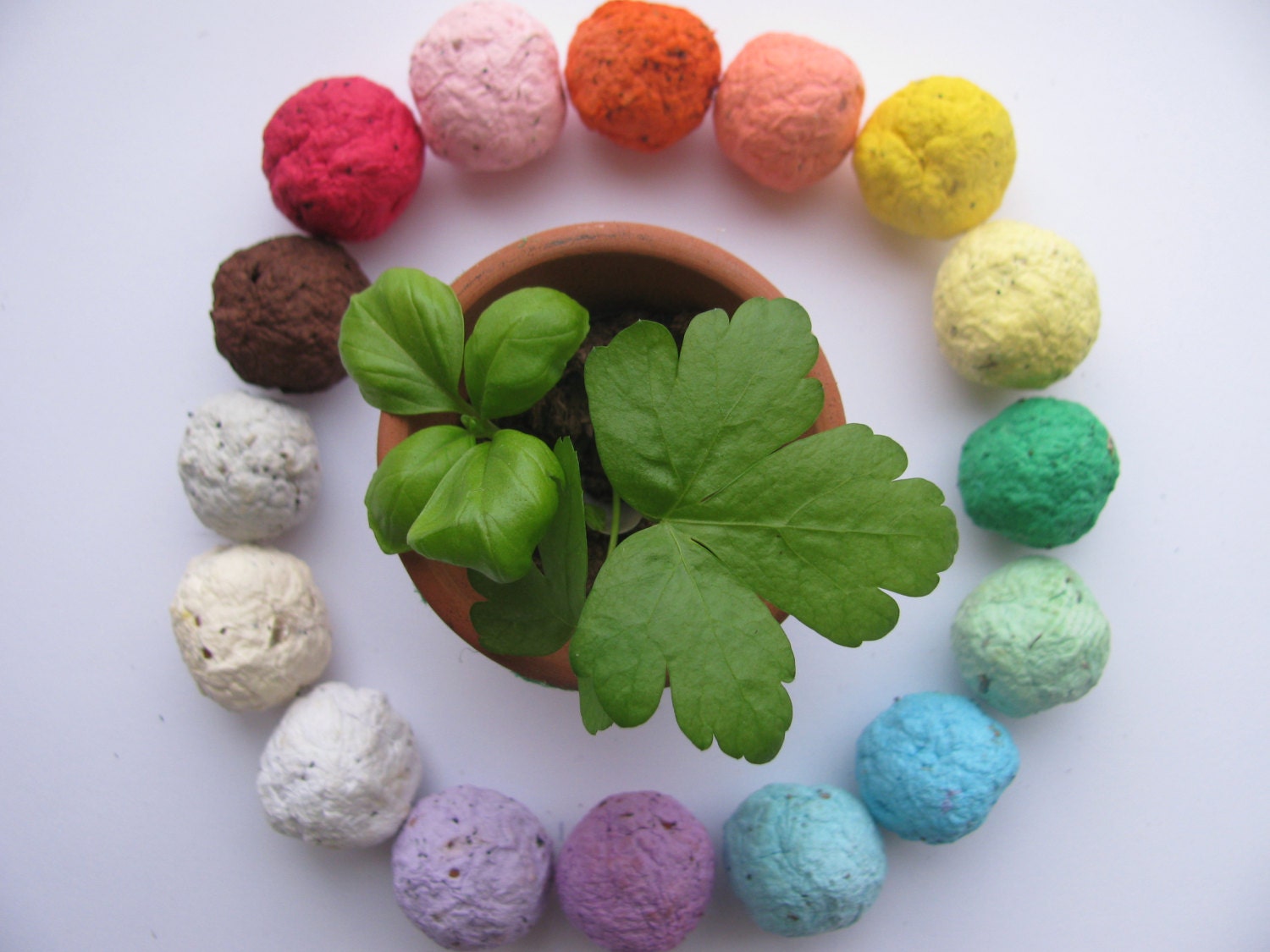 NEW100 HERB Seed Bombs - Etsy