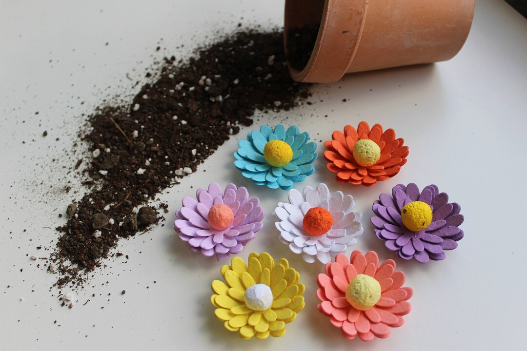 100 GERBERA DAISY Shaped Wildflower Blend Seed Paper Flowers - Etsy