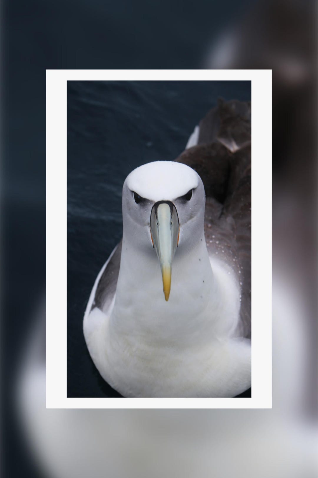 Vertical Poster Print, Albatross Photography Wall Art, Aoteroa New ...