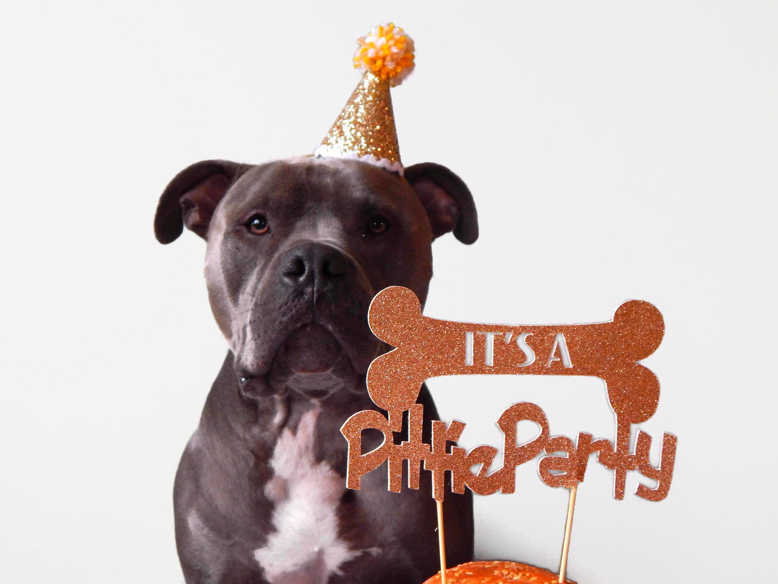 Pit Bull Party Pitbull Awareness Pitbull Gotcha Day Pit | Etsy