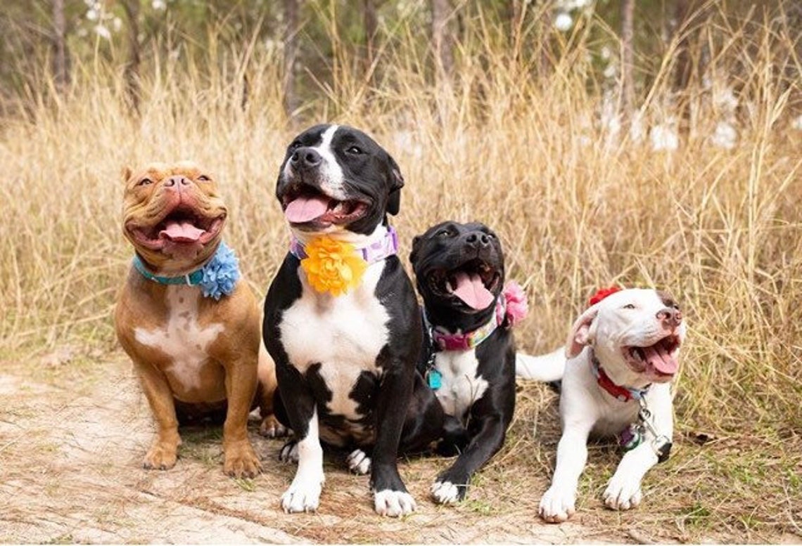 Blue Collar Flower for Dogs Cat Collar Flower Blue Dog - Etsy