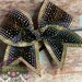 Gold Satin Rhinestone Cheer Bow Competition Bow Allstar Cheerleader - Etsy
