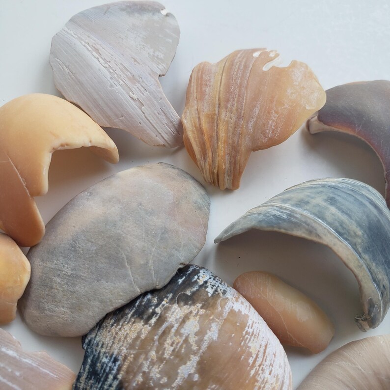 3 Ounces Natural Shark Eye Moon Snail Pieces | Natural Shell Fragments ...