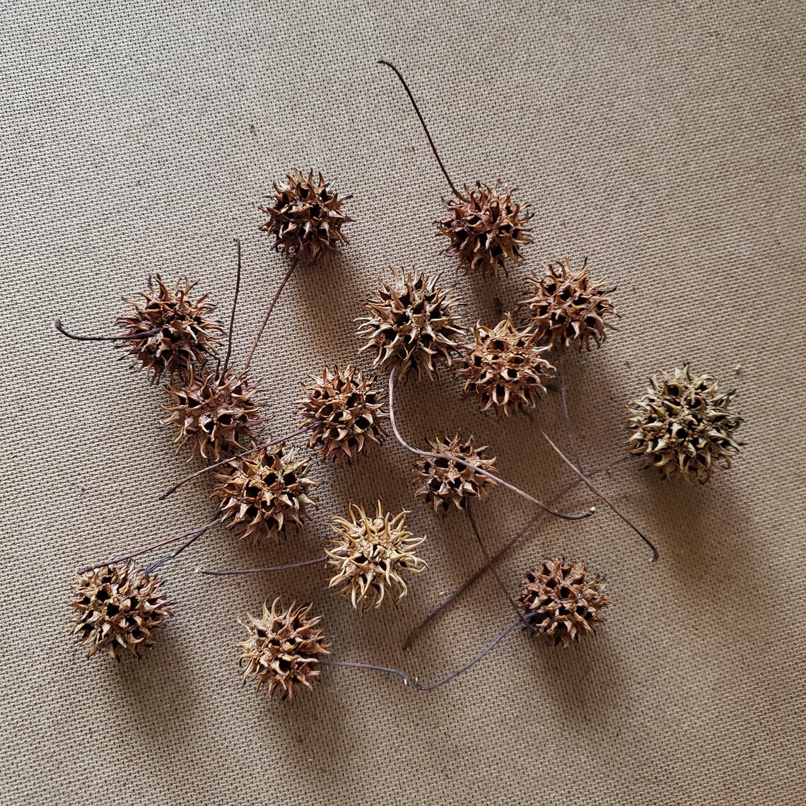 15 Sweet Gum Tree Balls | Natural Crafting | Vase Filler | Witches ...