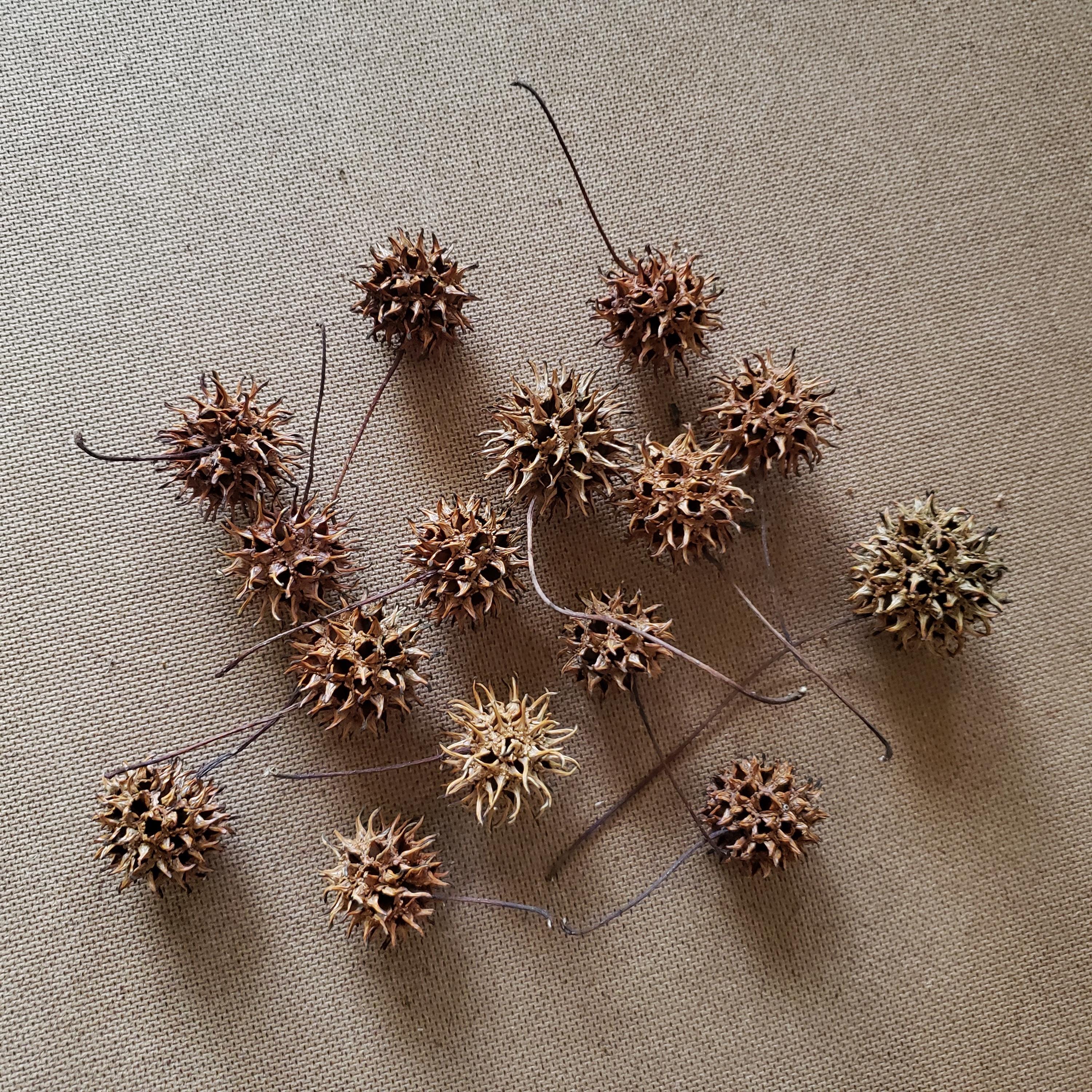 15 Sweet Gum Tree Balls | Natural Crafting | Vase Filler | Witches ...