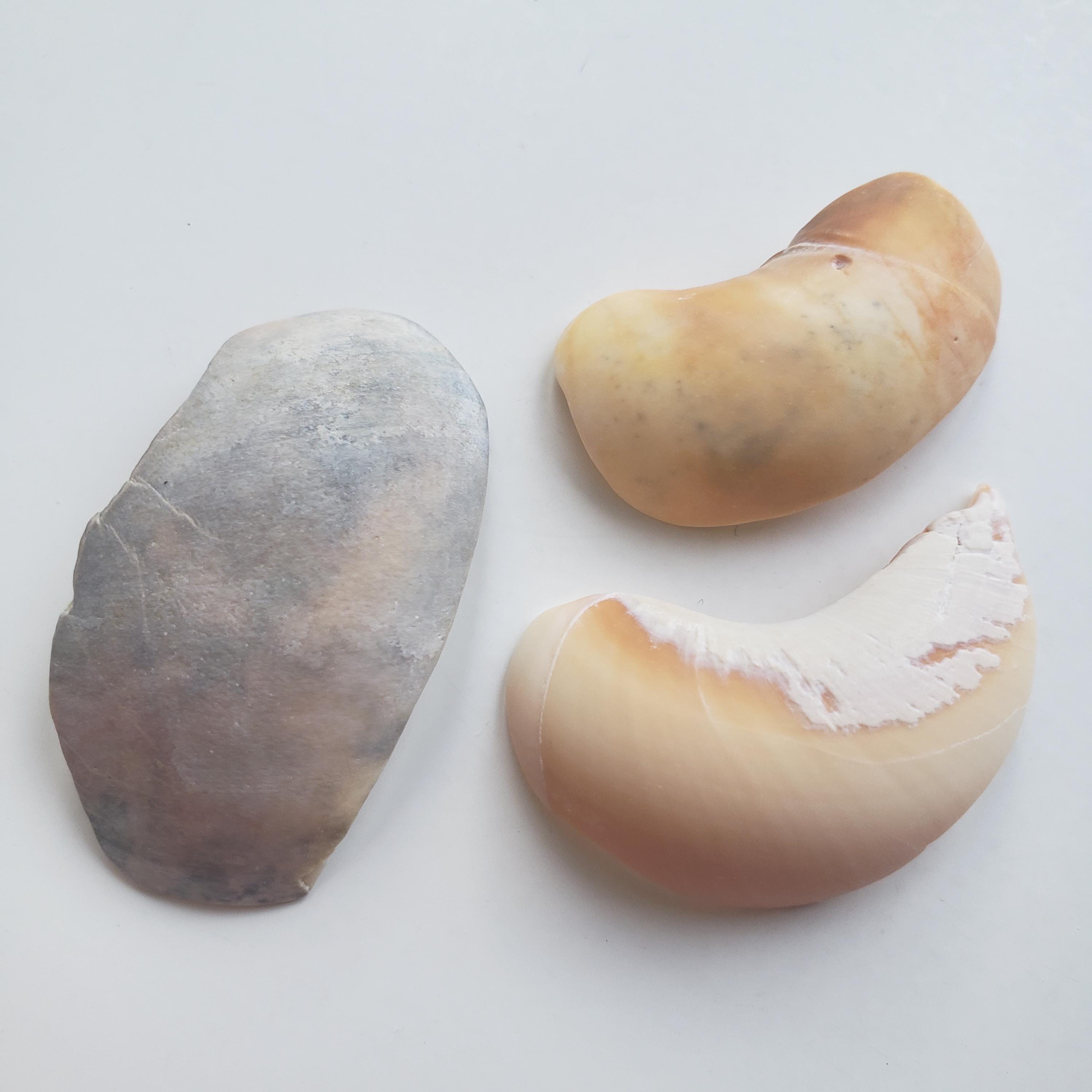 3 Ounces Natural Shark Eye Moon Snail Pieces | Natural Shell Fragments ...