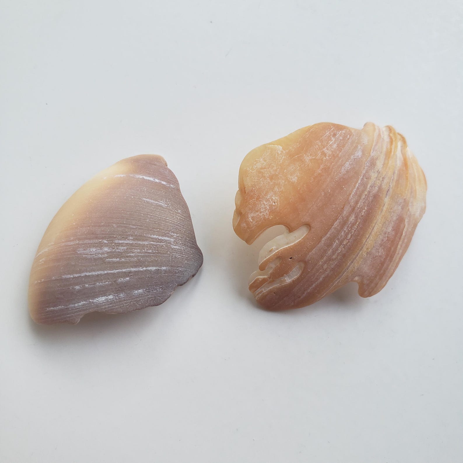 3 Ounces Natural Shark Eye Moon Snail Pieces | Natural Shell Fragments ...
