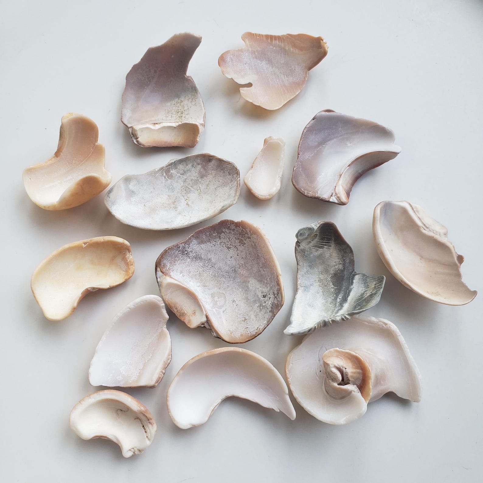 3 Ounces Natural Shark Eye Moon Snail Pieces | Natural Shell Fragments ...