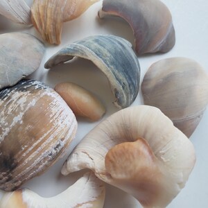 3 Ounces Natural Shark Eye Moon Snail Pieces | Natural Shell Fragments ...