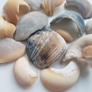 3 Ounces Natural Shark Eye Moon Snail Pieces | Natural Shell Fragments ...