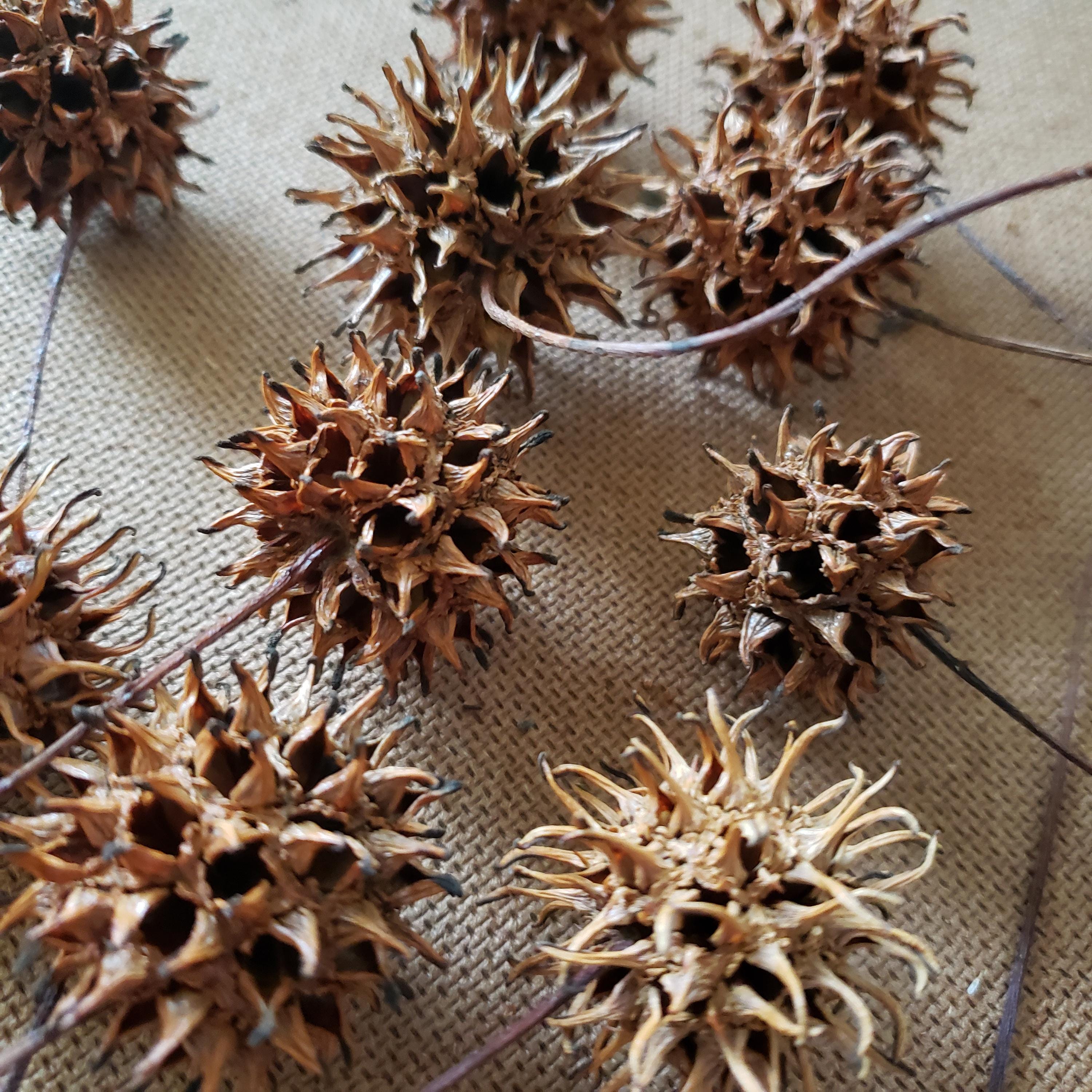 15 Sweet Gum Tree Balls | Natural Crafting | Vase Filler | Witches ...