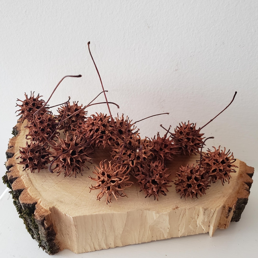 15 Sweet Gum Tree Balls | Natural Crafting | Vase Filler | Witches ...