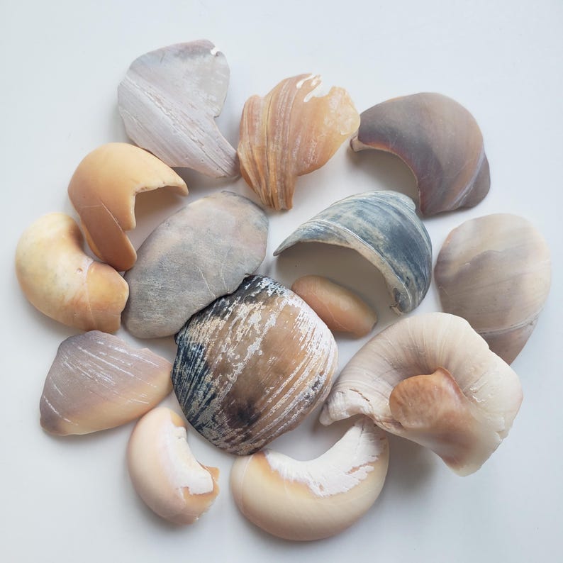 3 Ounces Natural Shark Eye Moon Snail Pieces | Natural Shell Fragments ...