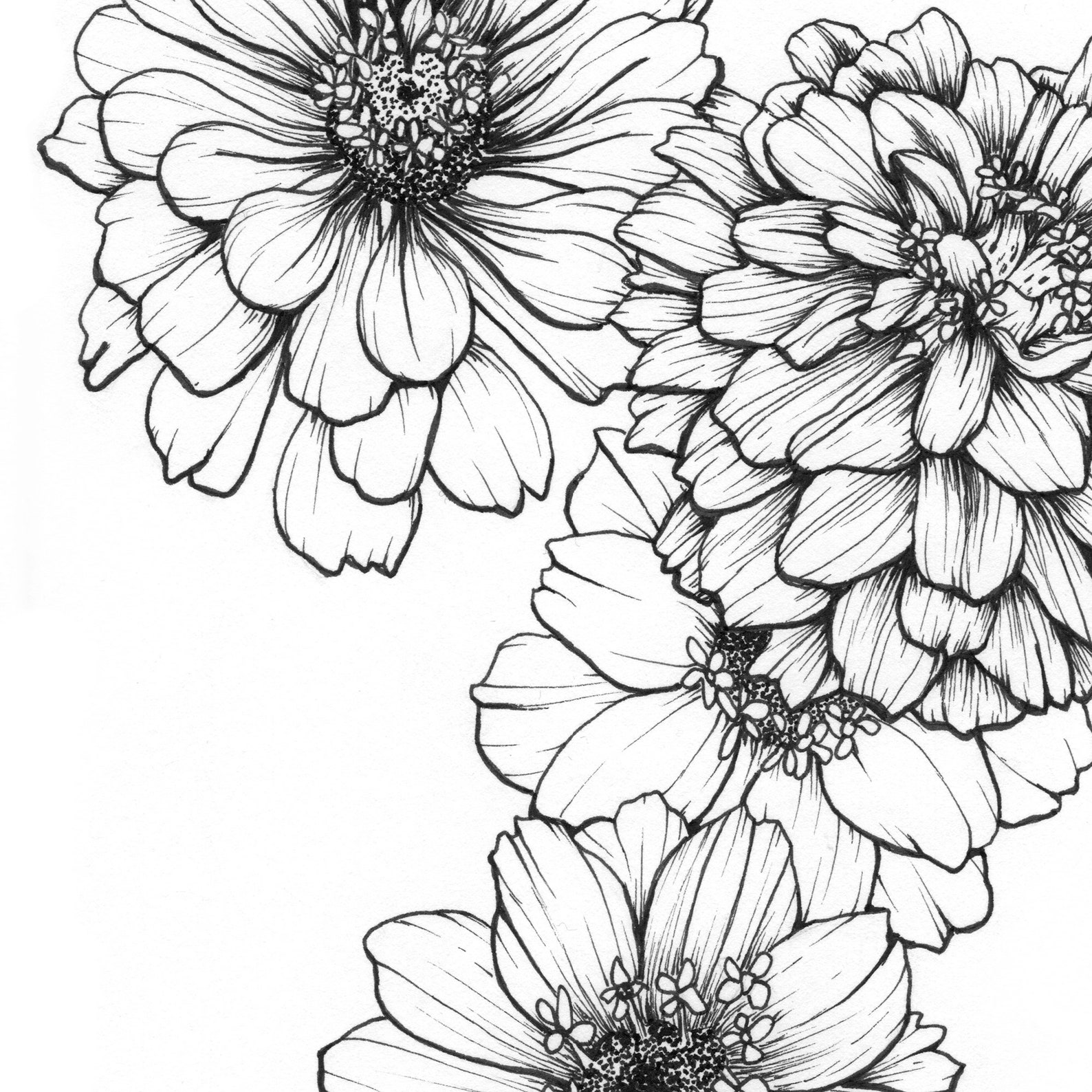 Digital Download Zinnia Print Botanical Illustration | Etsy