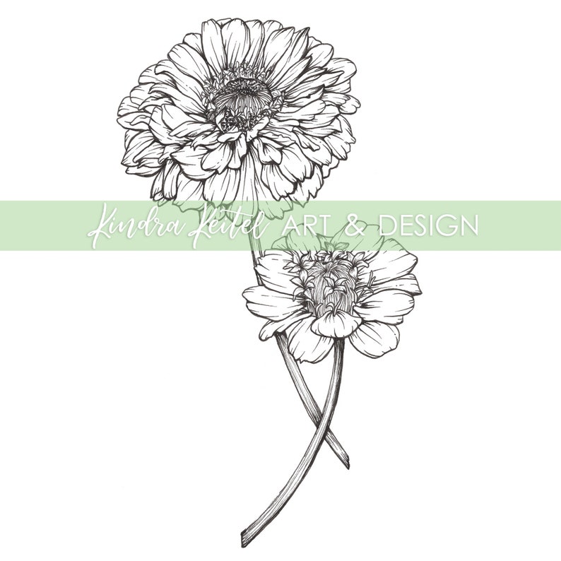 Digital Download Zinnia Print Botanical Illustration - Etsy