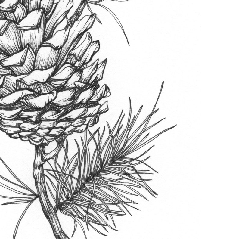 Digital Download, Pinecone Print, Botanical Illustration, Pine ...