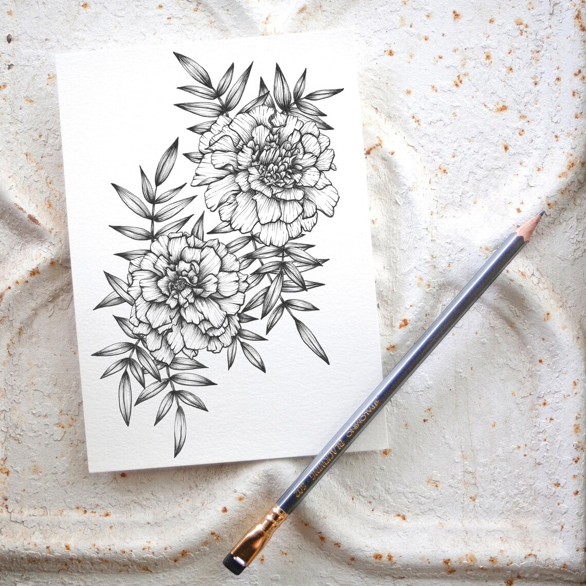 Digital Download Marigold Print Botanical Illustration - Etsy