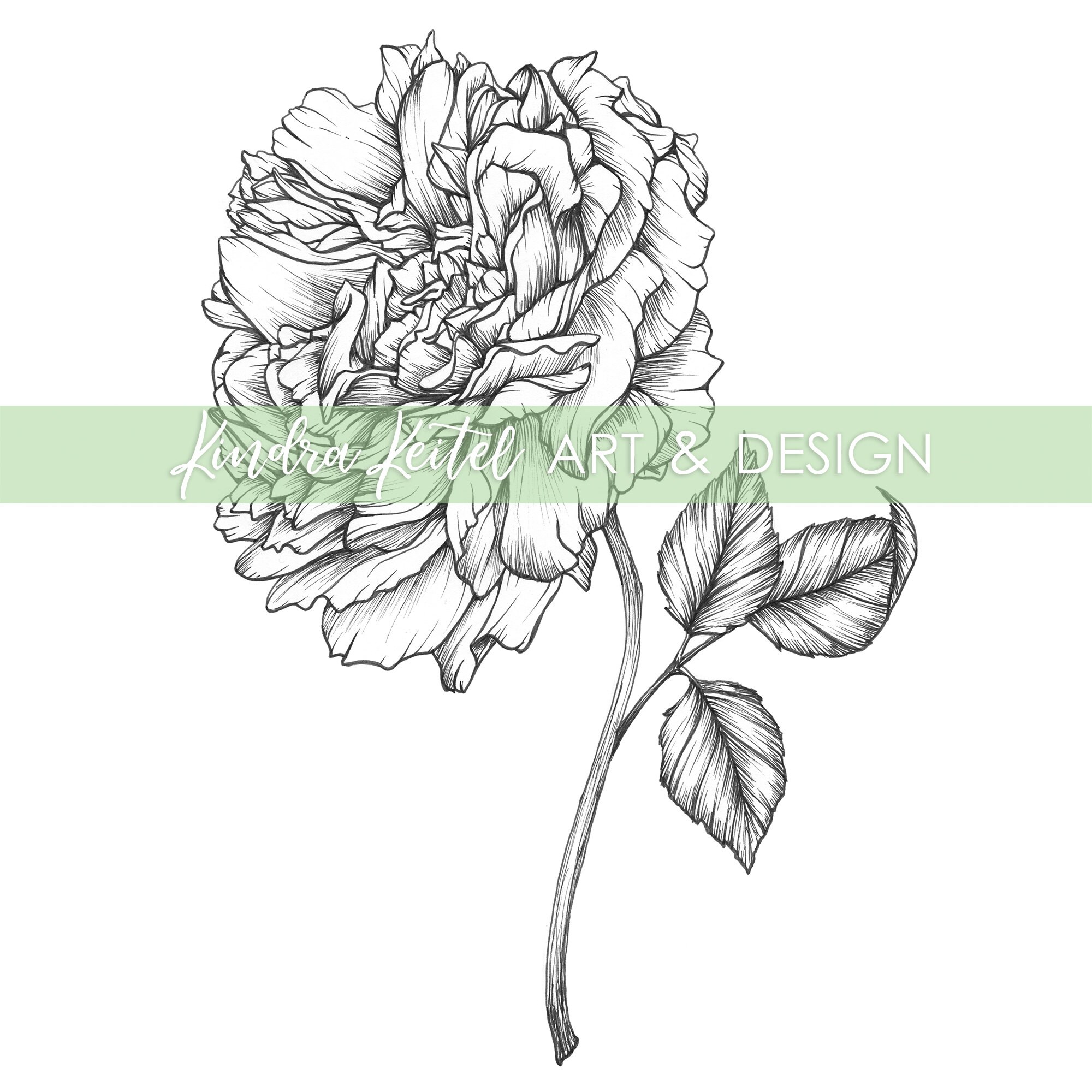 Digital Download English Rose Print Botanical Illustration - Etsy