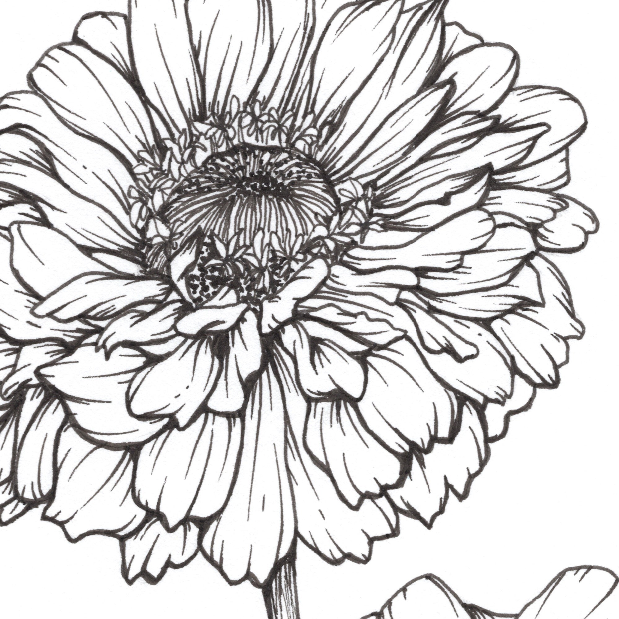 Digital Download Zinnia Print Botanical Illustration - Etsy