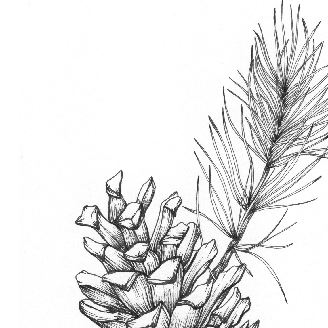 Digital Download, Pinecone Print, Botanical Illustration, Pine ...