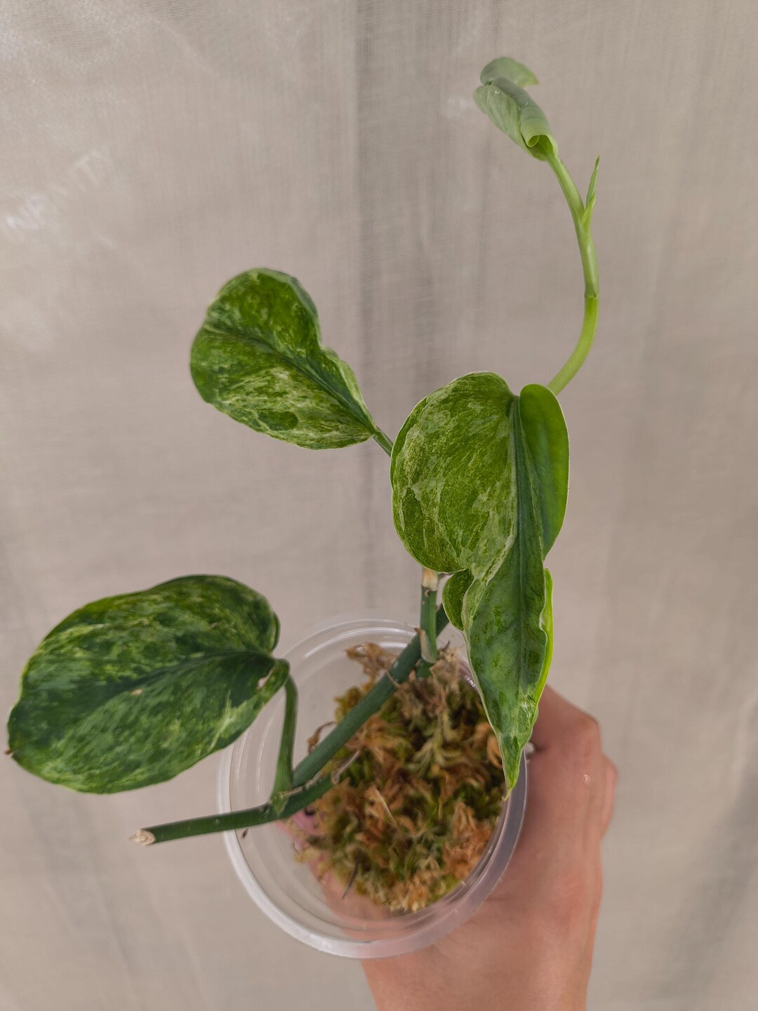 Rare Scindapsus Jade Satin Mint 4" - Exact Plant - Live Plant - Pics on ...