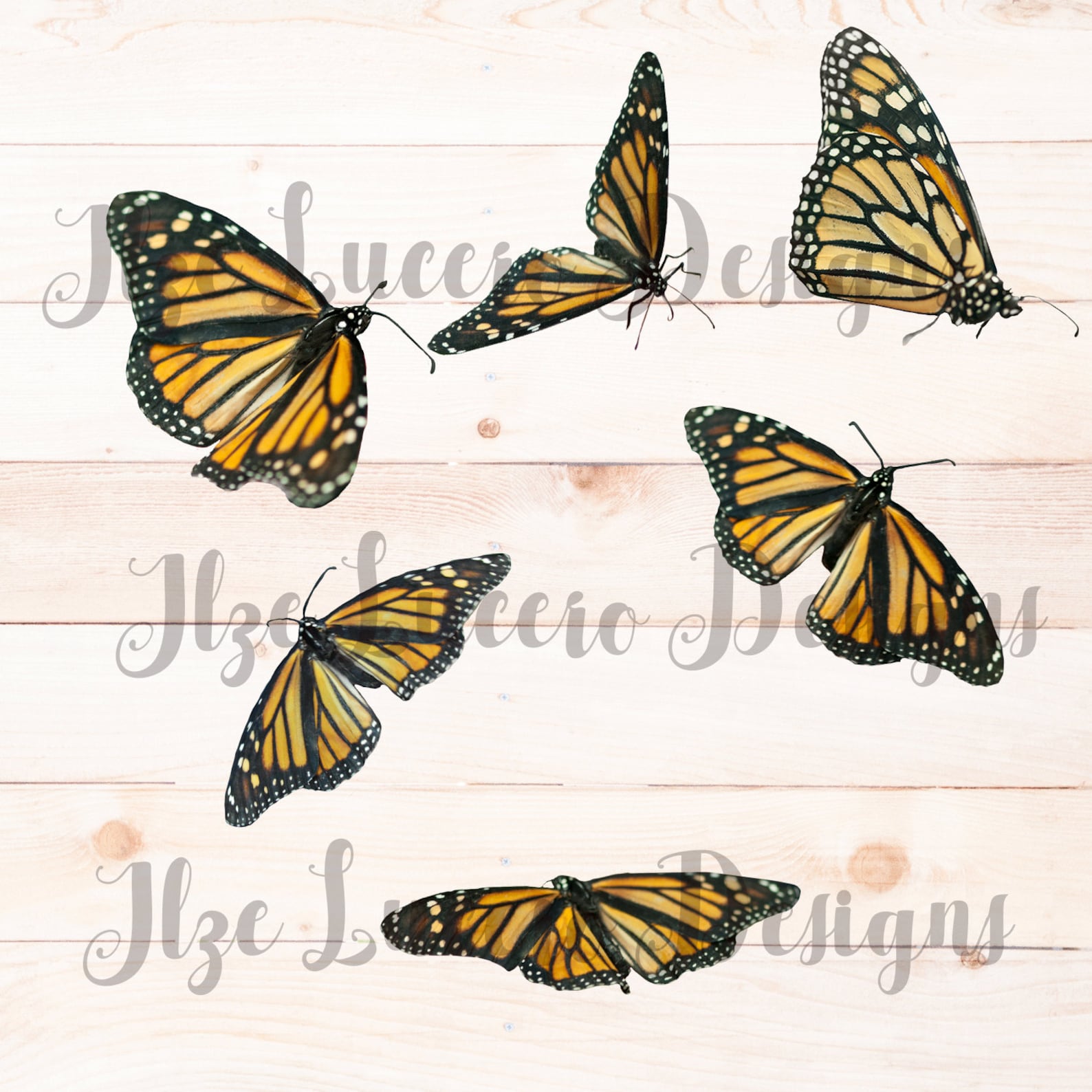 Butterfly Monarch Clip Art PNG File Digital Photo Prop / Overlay ...