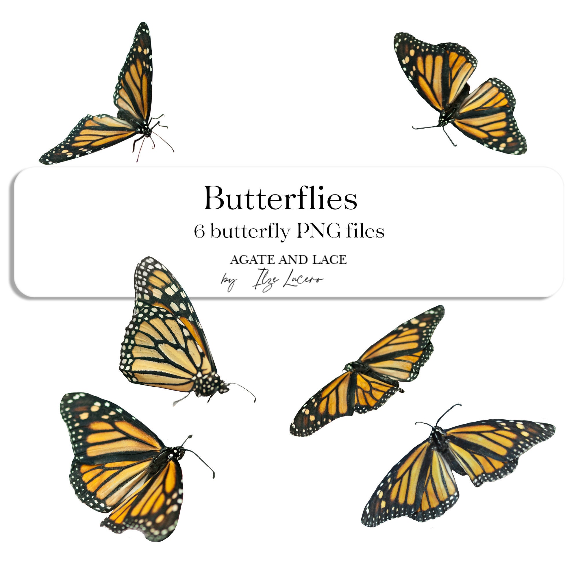 Butterfly Monarch Clip Art PNG File Digital Photo Prop / Overlay ...