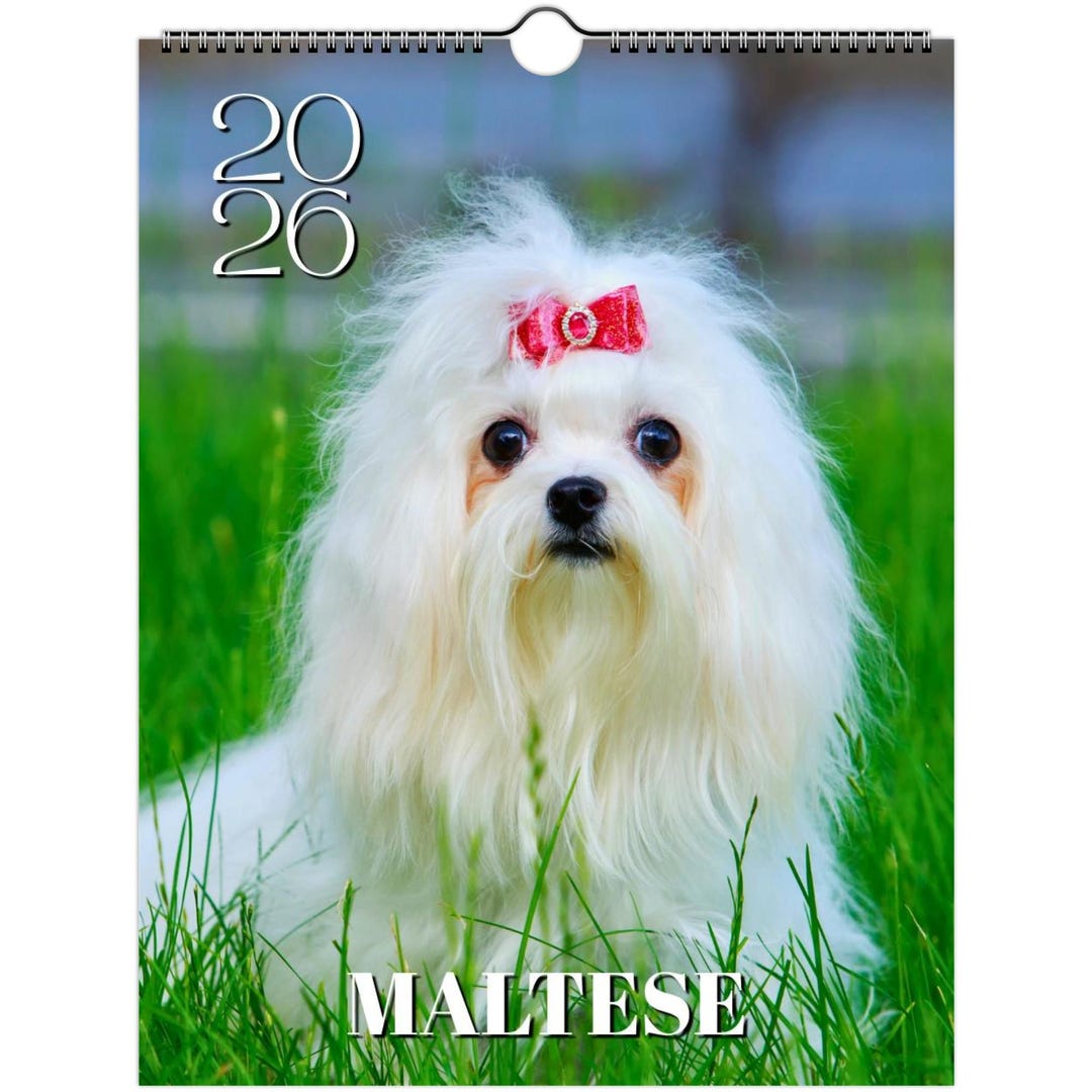 2026 Maltese Wall Calendar, Holiday Gift Idea for Dog Lovers, Yearly ...