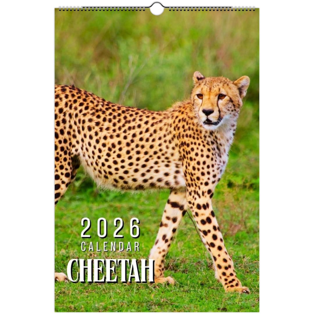 2026 Cheetah Wall Calendar: Wildlife Art Print, Animal Theme Decor ...