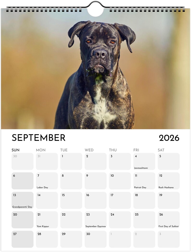 2026 Cane Corso Wall Calendar, Cane Corse Lovers Gift, Animal Theme ...