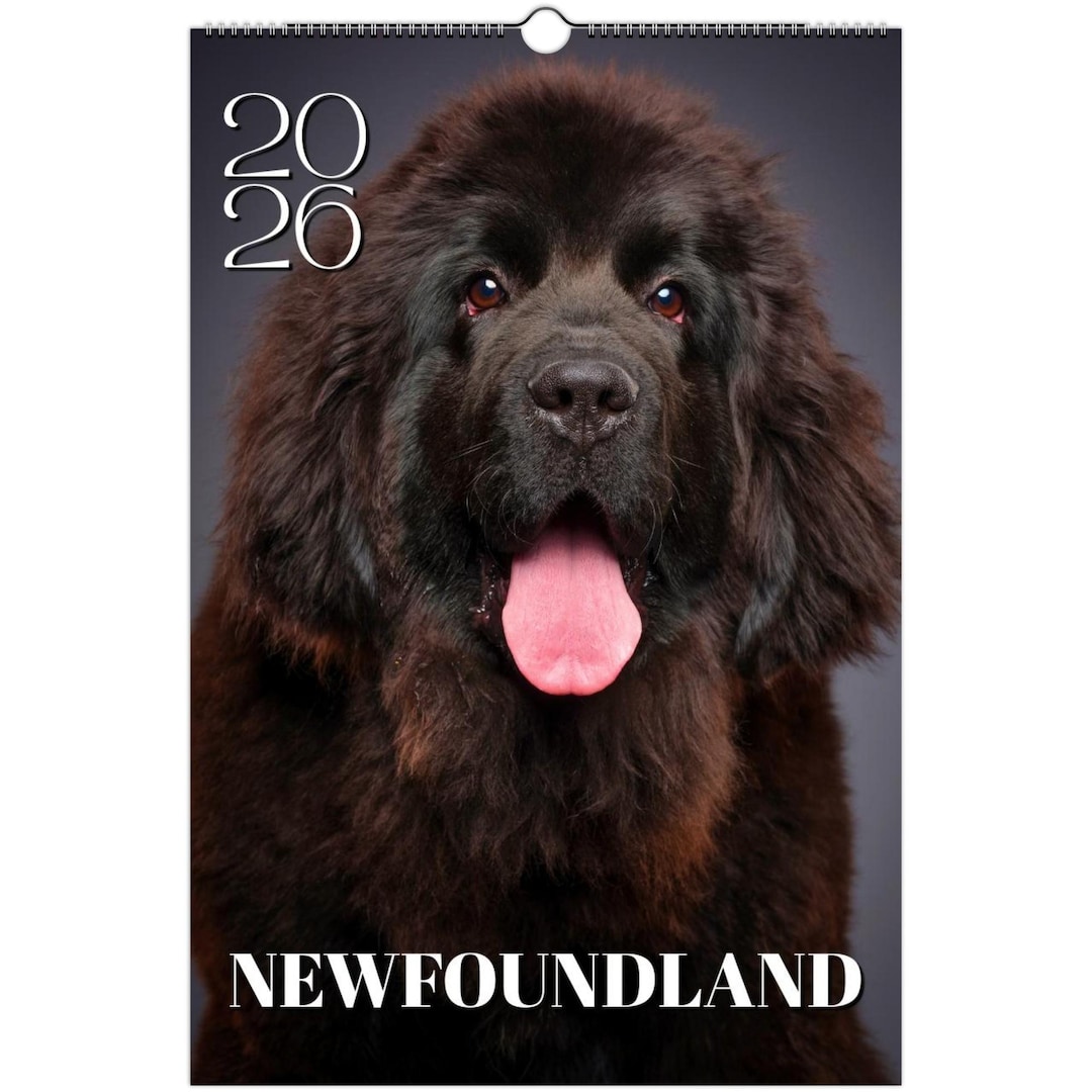 2026 Newfoundland Wall Calendar, Holiday Gift Idea for Newfoundland Dog ...