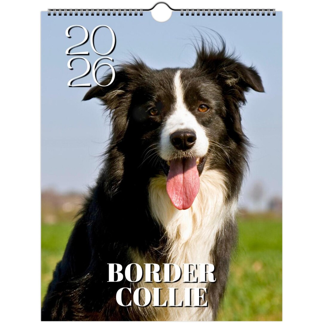 2026 Border Collie Wall Calendar, Dog Lover Gift, Border Collie Art ...