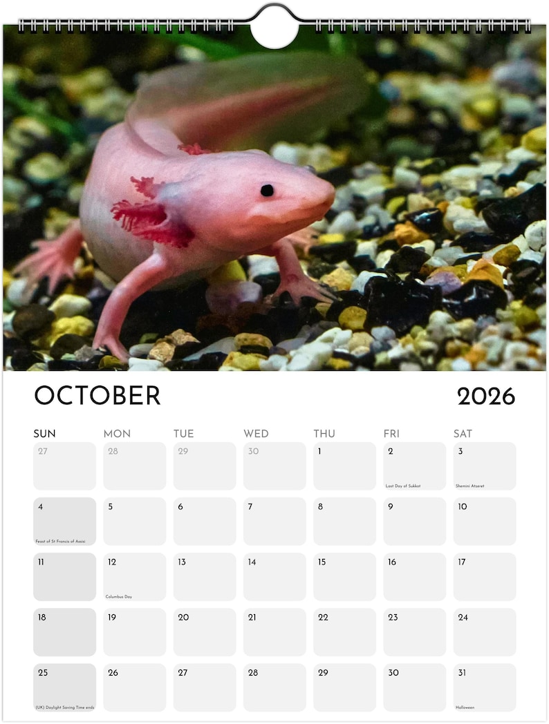 2026 Axolotl Wall Calendar: Animal Theme Decor, Unique Animal Lover ...