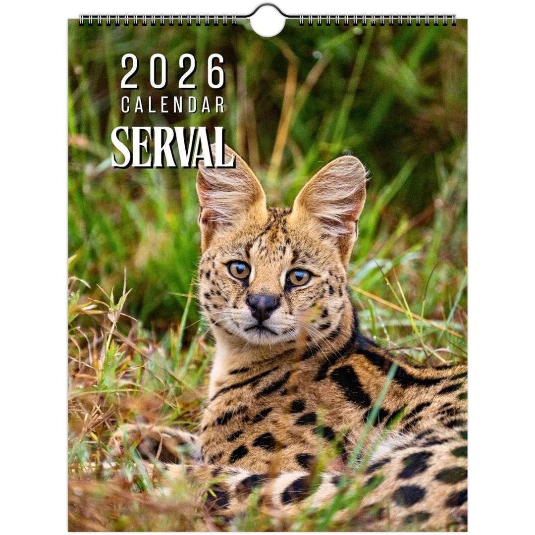 2026 Serval Cat Wall Calendar: Wildlife Art Print Decor, Unique Animal ...