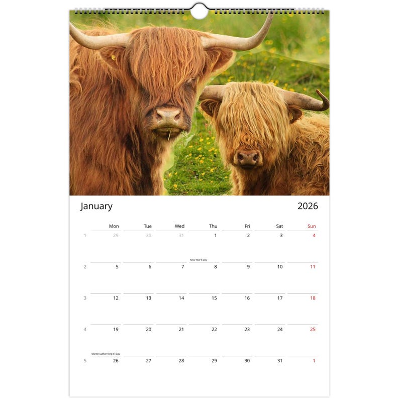 2026 Highland Cow Wall Calendar: Wildlife Art Print, Unique Animal ...