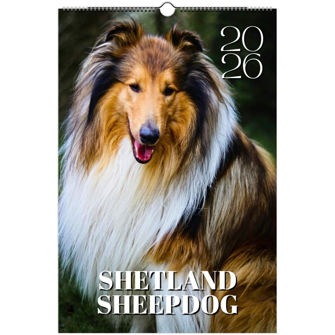 2026 Shetland Sheepdog Wall Calendar, Sheltie Dog Lovers Gift, Animal ...