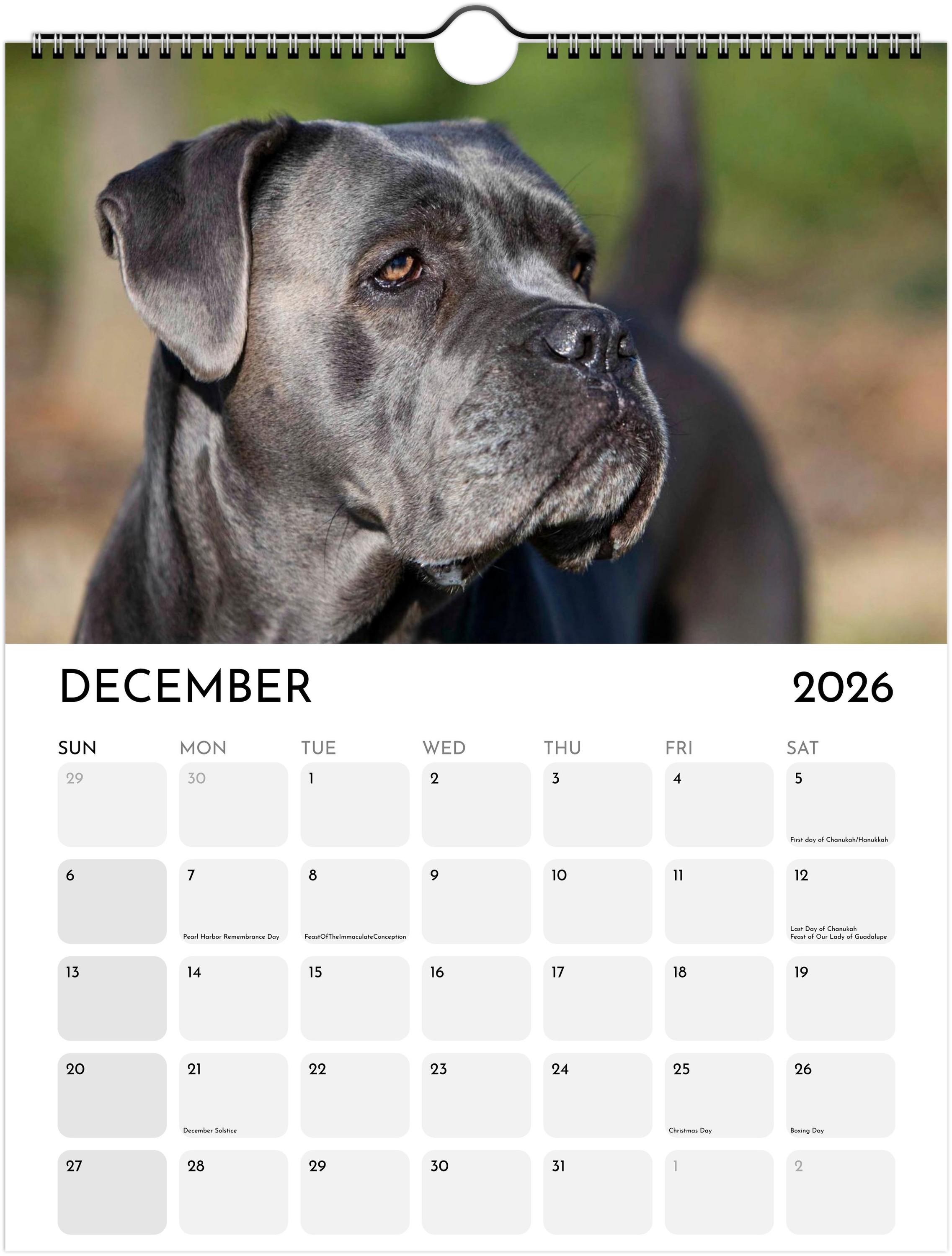 2026 Cane Corso Wall Calendar, Cane Corse Lovers Gift, Animal Theme ...