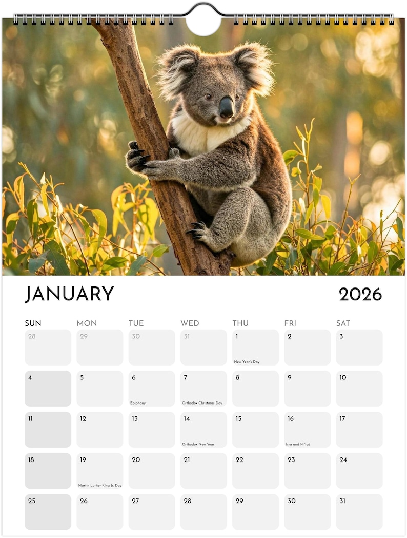 2026 Koala Wall Calendar: Wildlife Art Print, Animal Theme Decor, Koala ...